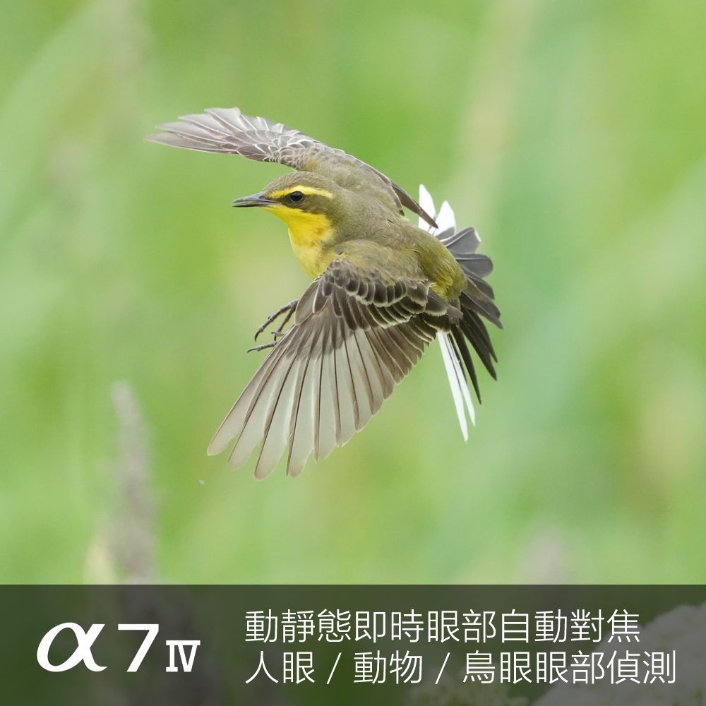Sony 索尼 [ 公司貨 保固18 6] Alpha Ilce 7m4 A7m4 A74 單機身 Pchome 24h購物